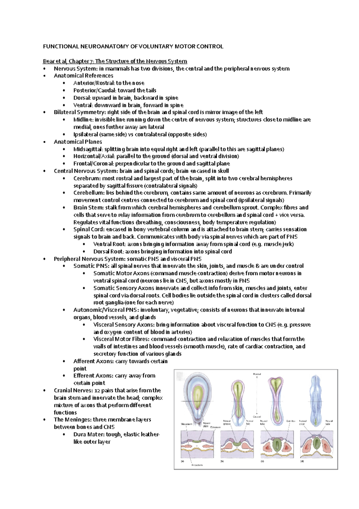 Functional Neuroanatomy OF Voluntary Motor Control - FUNCTIONAL ...