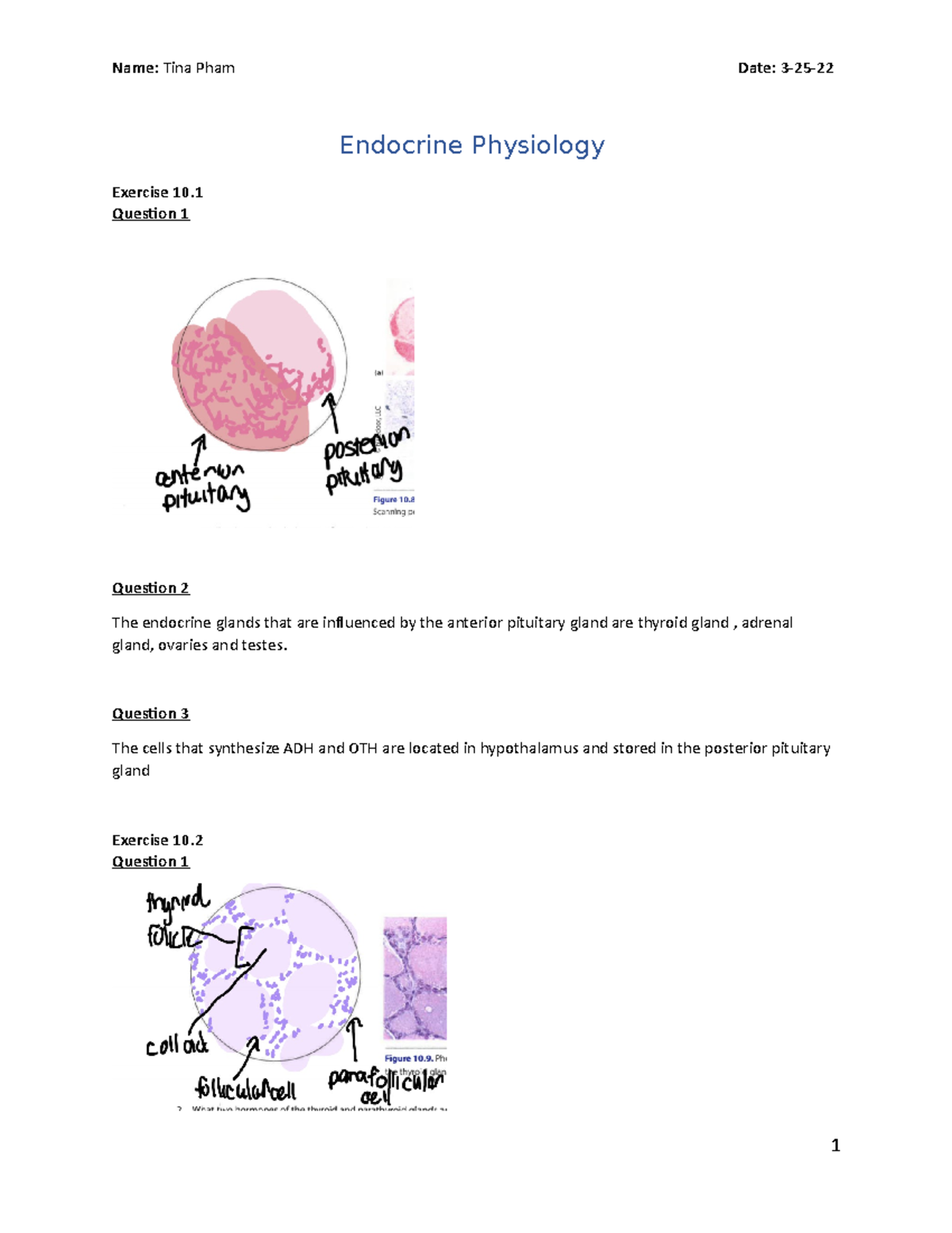 Endocrine+Template - Lab report - Endocrine Physiology Exercise 10 ...