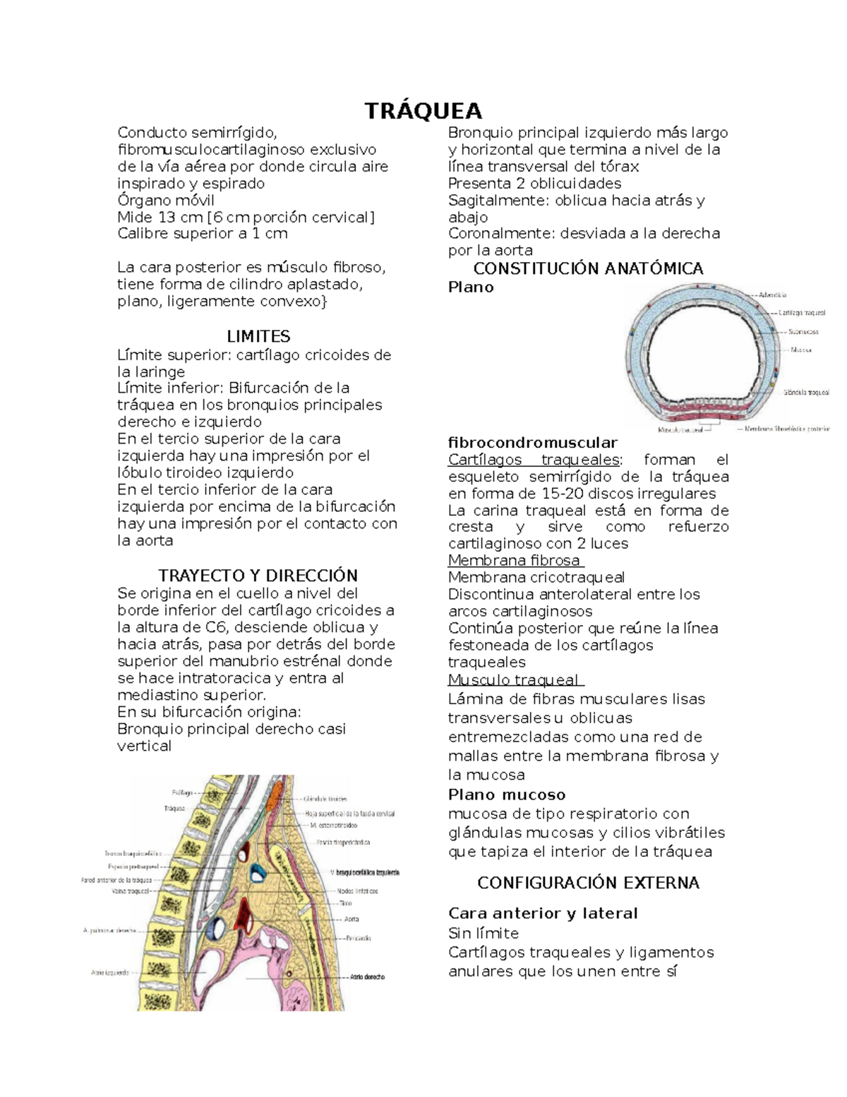 Tráquea - resumen de traquea del libro latarjet anatomia humana ...