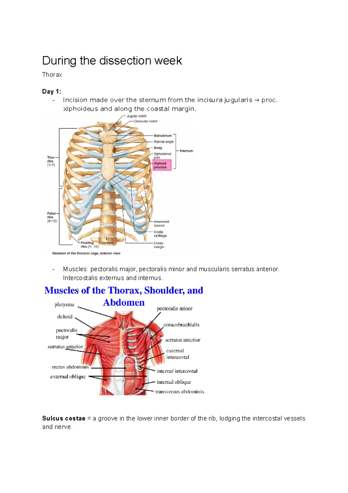 During the dissection week - During the dissection week Thorax Day 1 ...