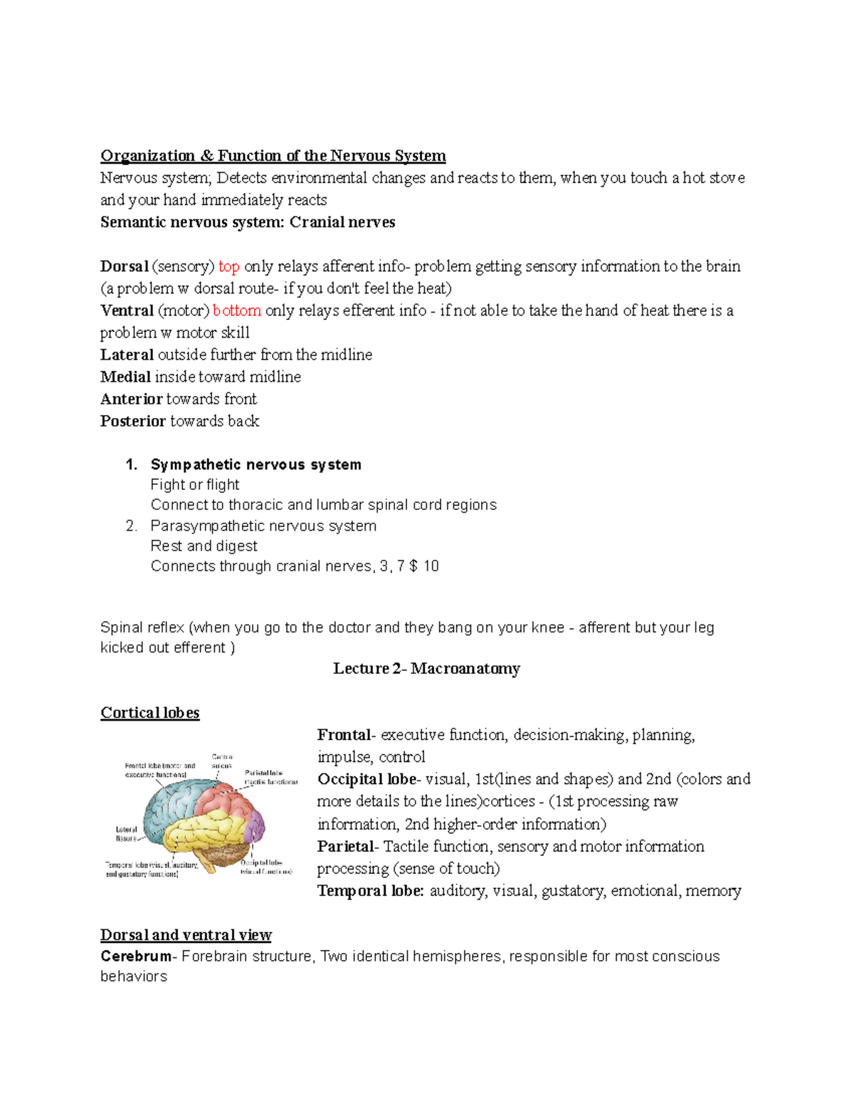 Neuro 1203 - most term notes - Organization & Function of the Nervous ...