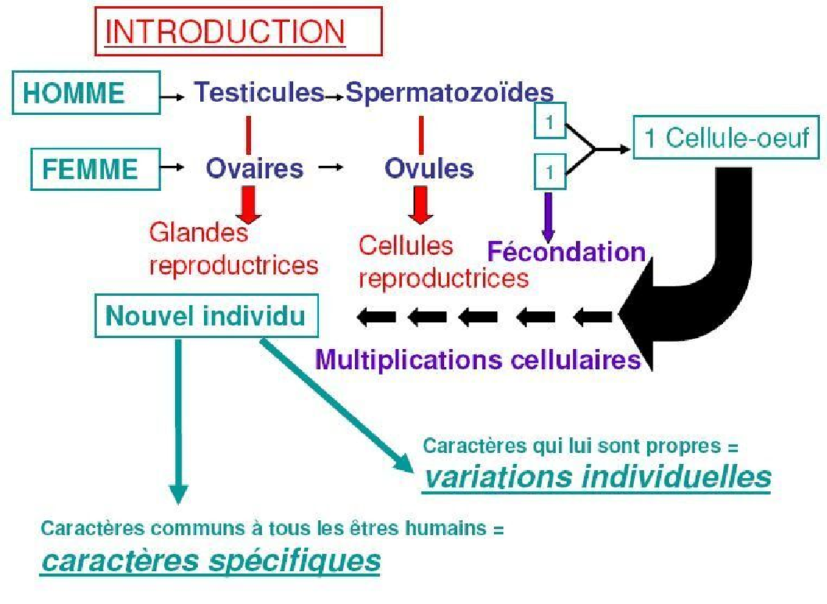 Svt - Schéma sur les cellules œufs de l'homme et de a femme ...