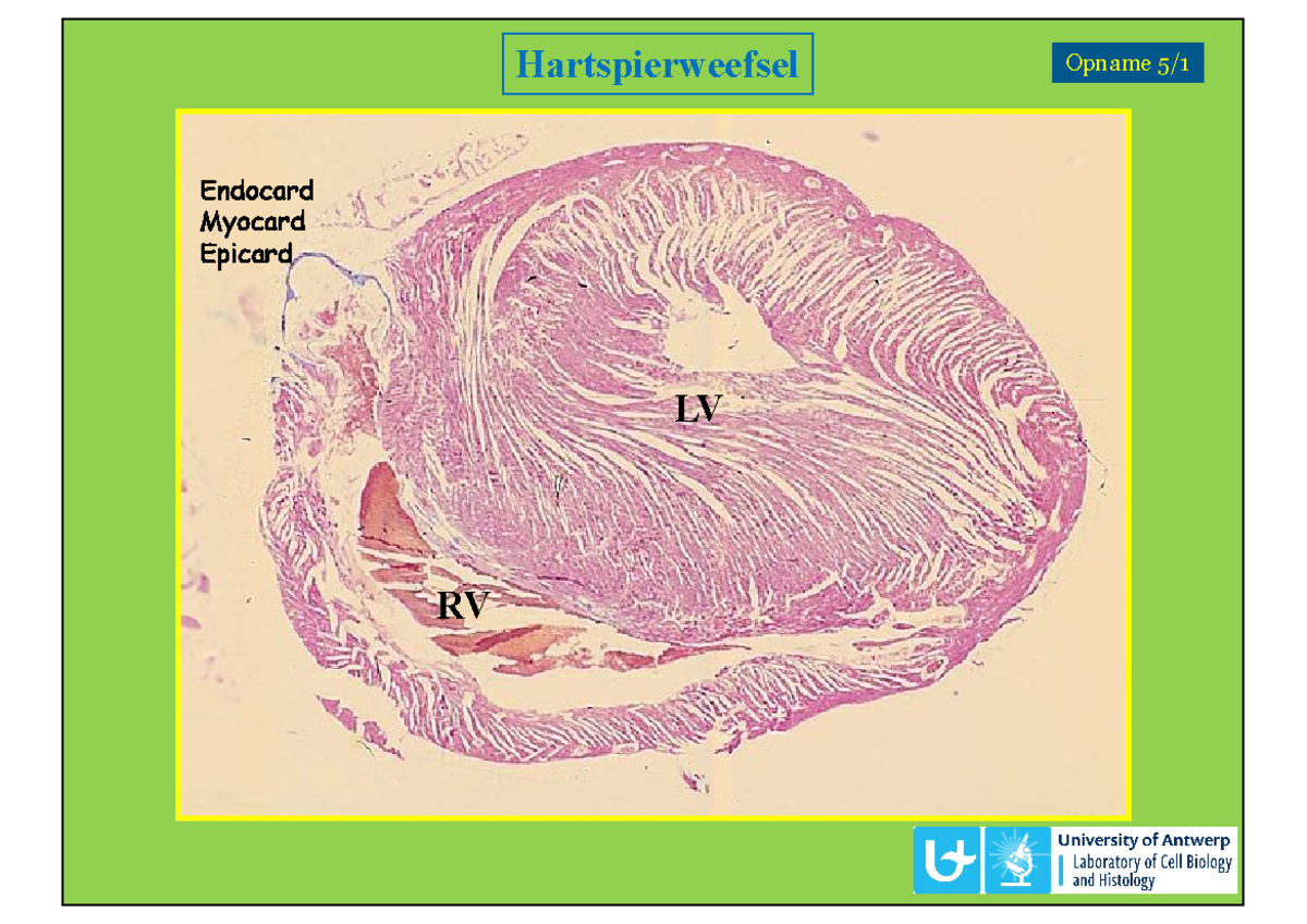 3b FAR1 hartspier - powerpoint - Cellen en weefsels - Hartspierweefsel ...