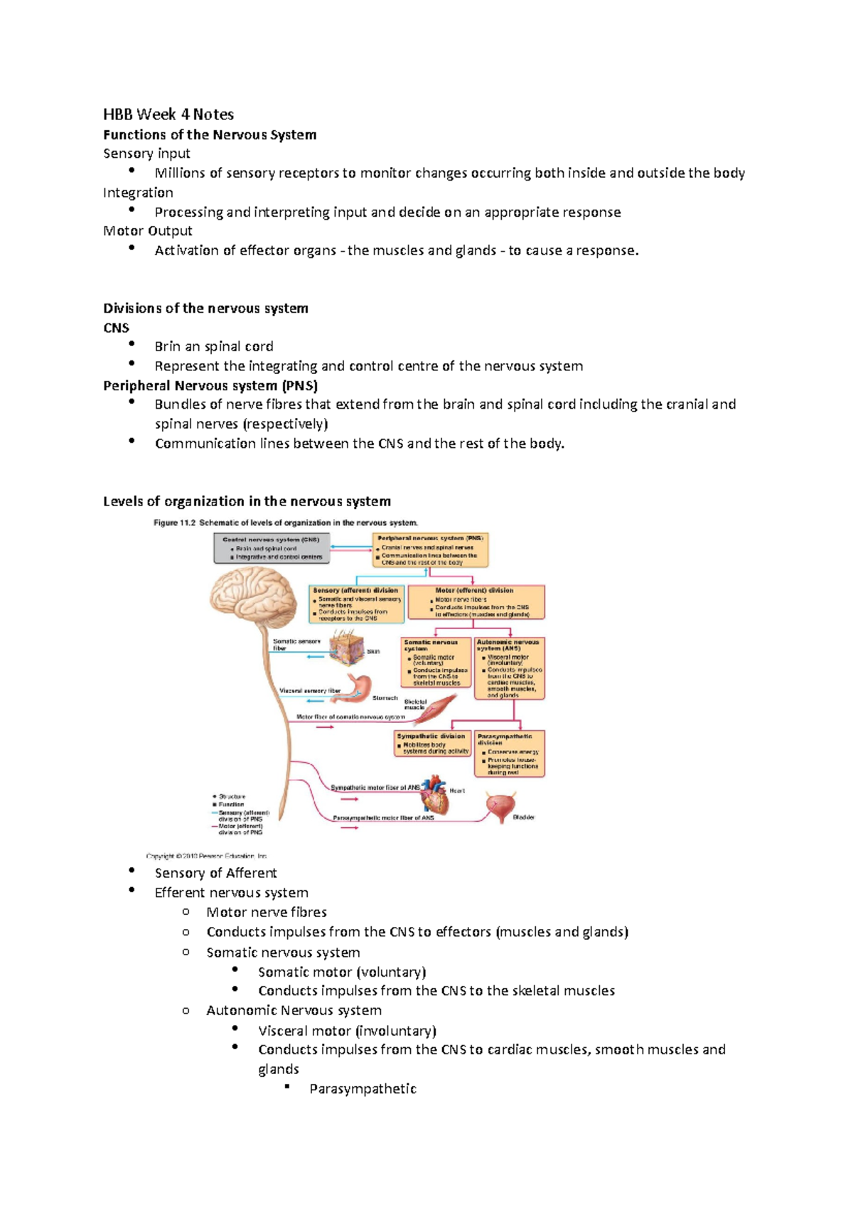 HBB Week 4 Notes - HBB Week 4 Notes Functions of the Nervous System ...
