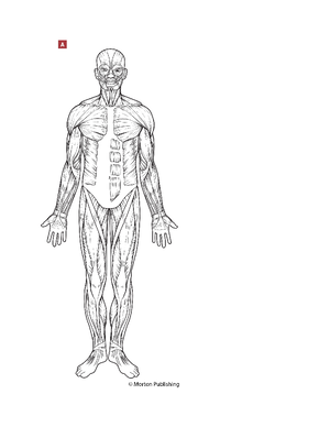 Anatomy and Physiology 2e - Student Solution Guide - STUDENT SOLUTION ...