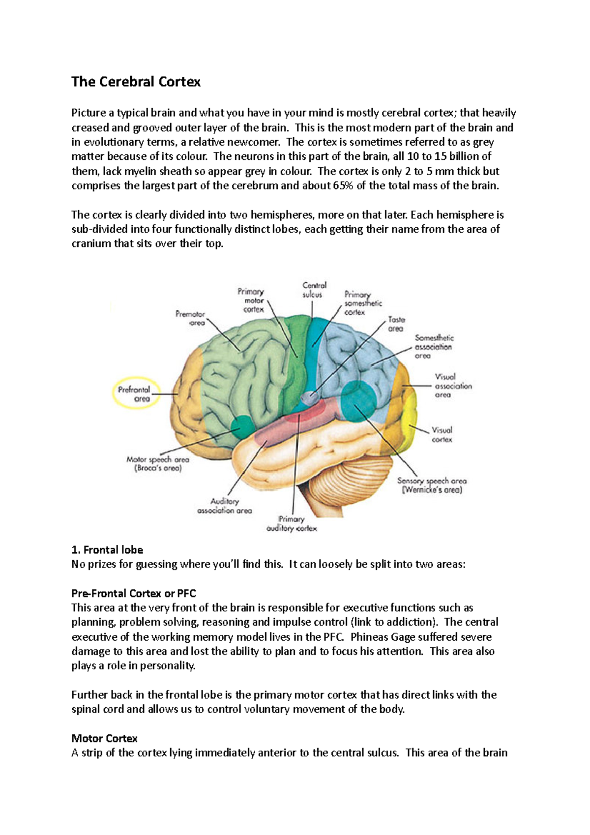 The Cerebral Cortex - The Cerebral Cortex - Studocu