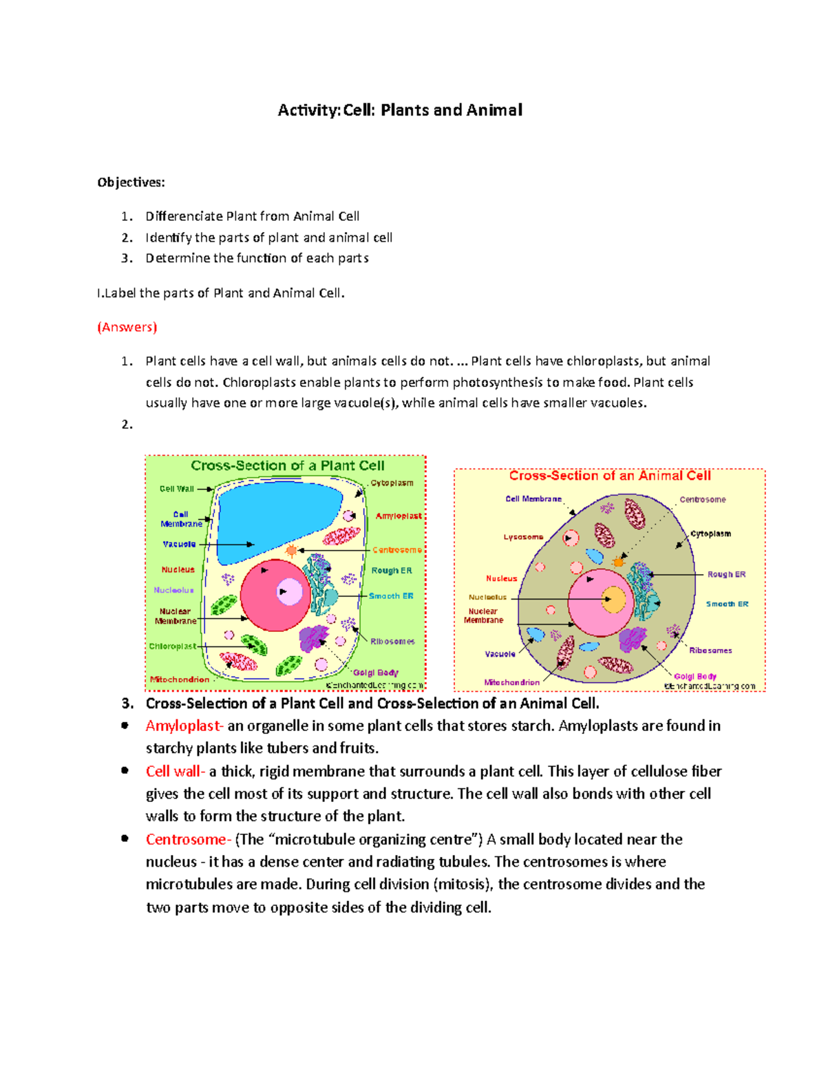 Activity,Cell Plants and Animals - Activity:Cell: Plants and Animal ...