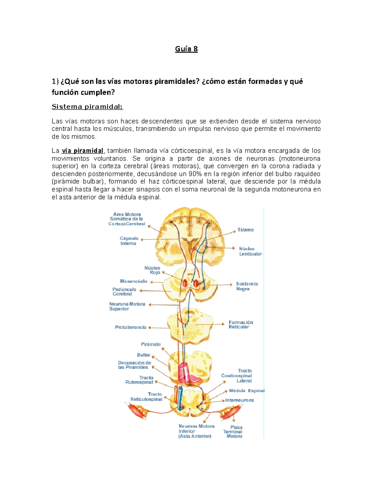 Guía 8 - vías motoras piramidales - Guía 8 1) ¿Qué son las vías motoras ...
