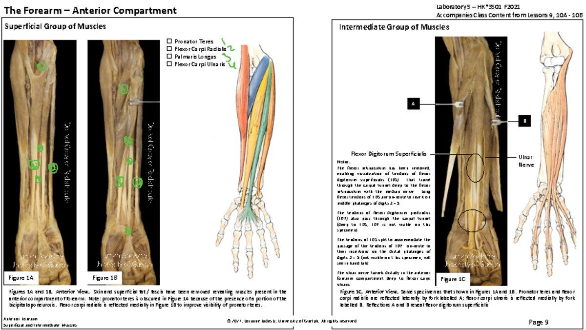 Lab 5 Manual filled in with the labels - The Forearm –Anterior ...