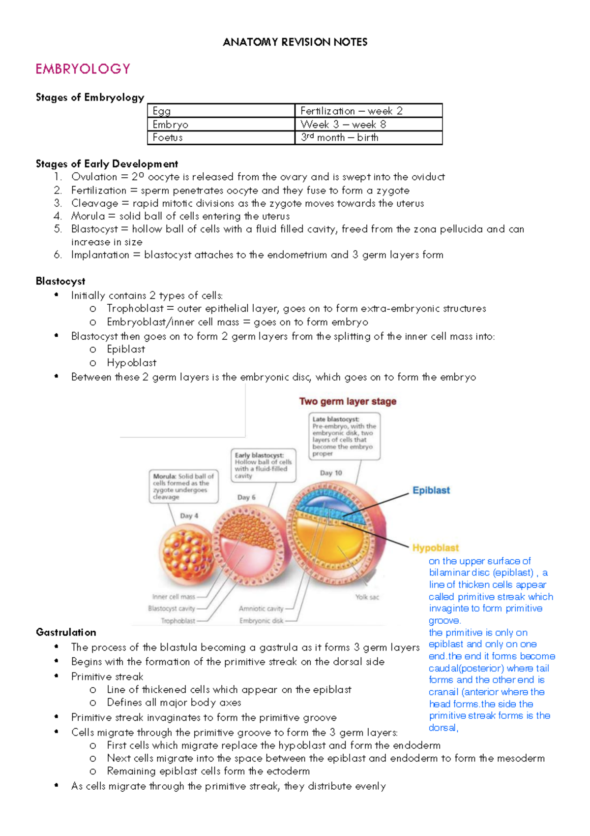 Anat2000 6 h1 95 notes - ANATOMY REVISION NOTES EMBRYOLOGY Stages of ...