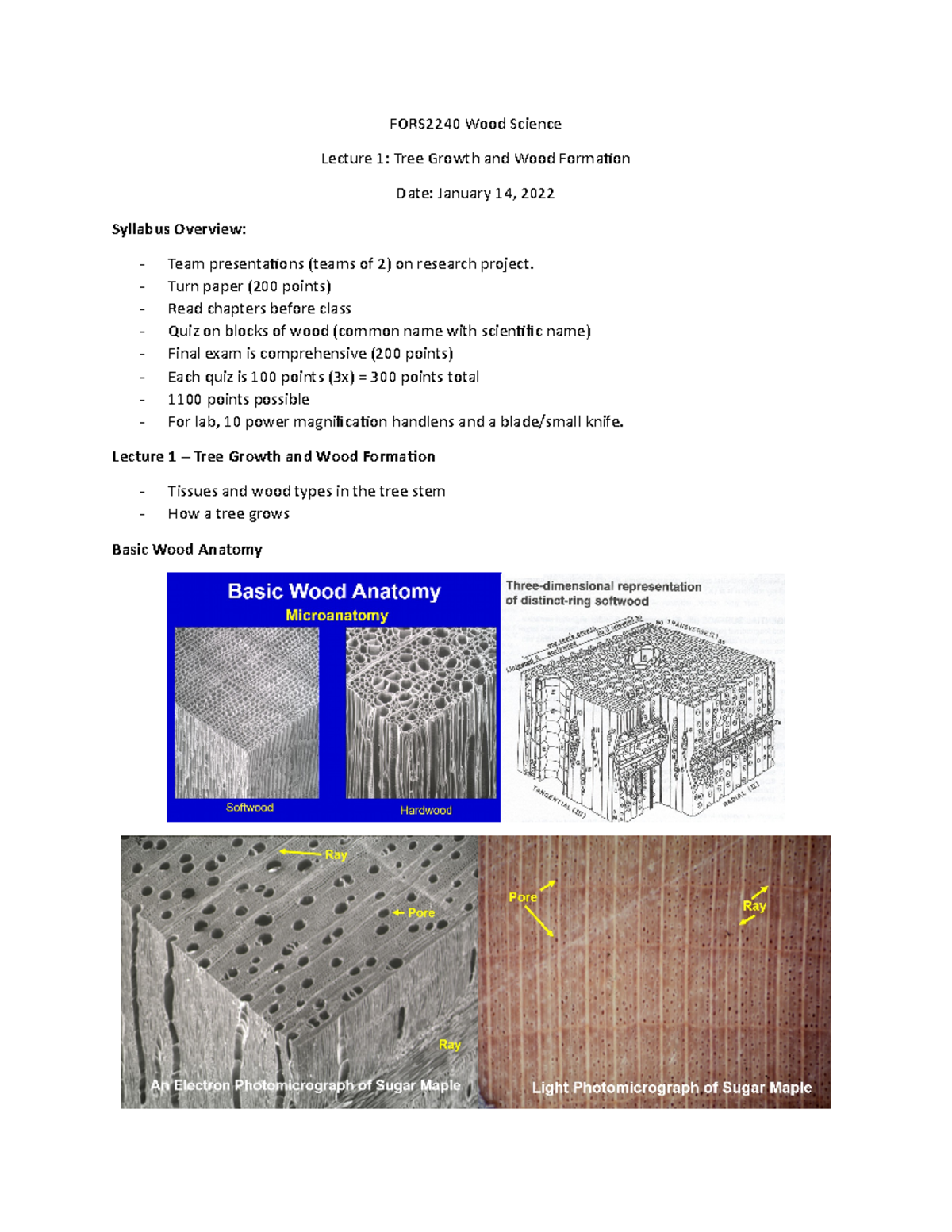 FORS2240 Lecture 1 - FORS2240 Wood Science Lecture 1: Tree Growth and ...