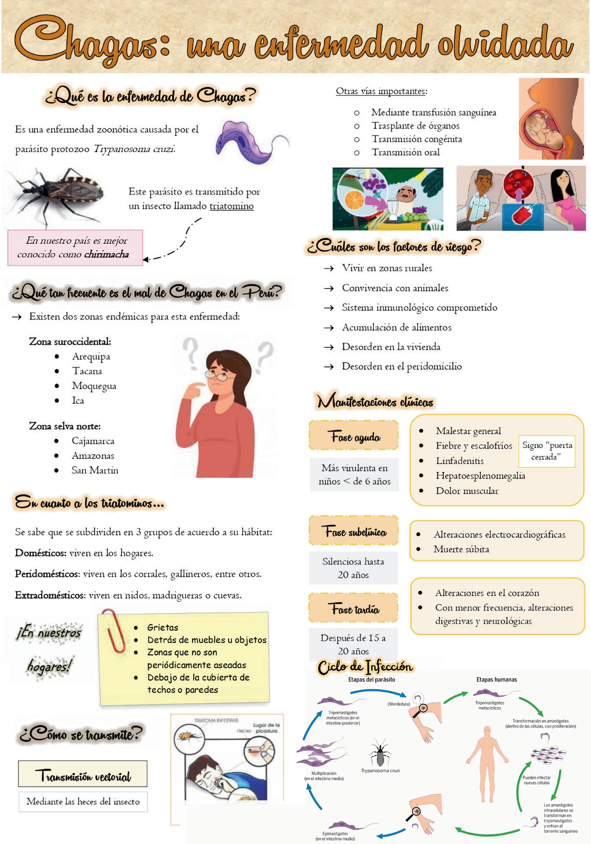 Chagas - Transmisión oral Este parásito es transmitido por un insecto ...