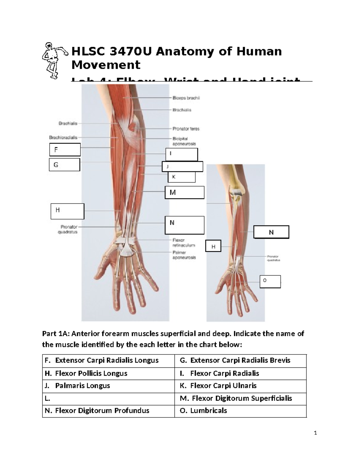 Lab 4 Fall 2022docx - dsfafasdfsdf - Part 1A: Anterior forearm muscles ...