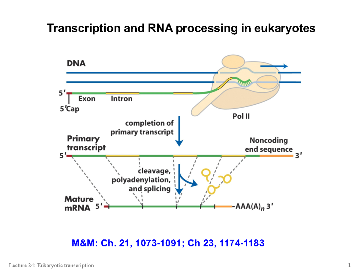Lecture 24 transcription-eukaryotes (PDF) - M&M: Ch. 21, 1073-1091; Ch ...
