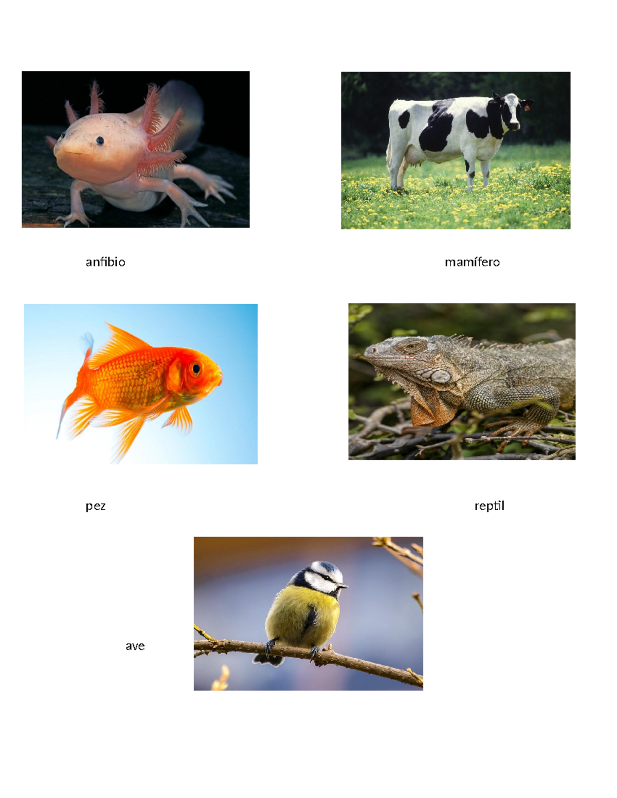 Natu imagenes biologia - Biologia - anfibio mamífero pez reptil ave ...