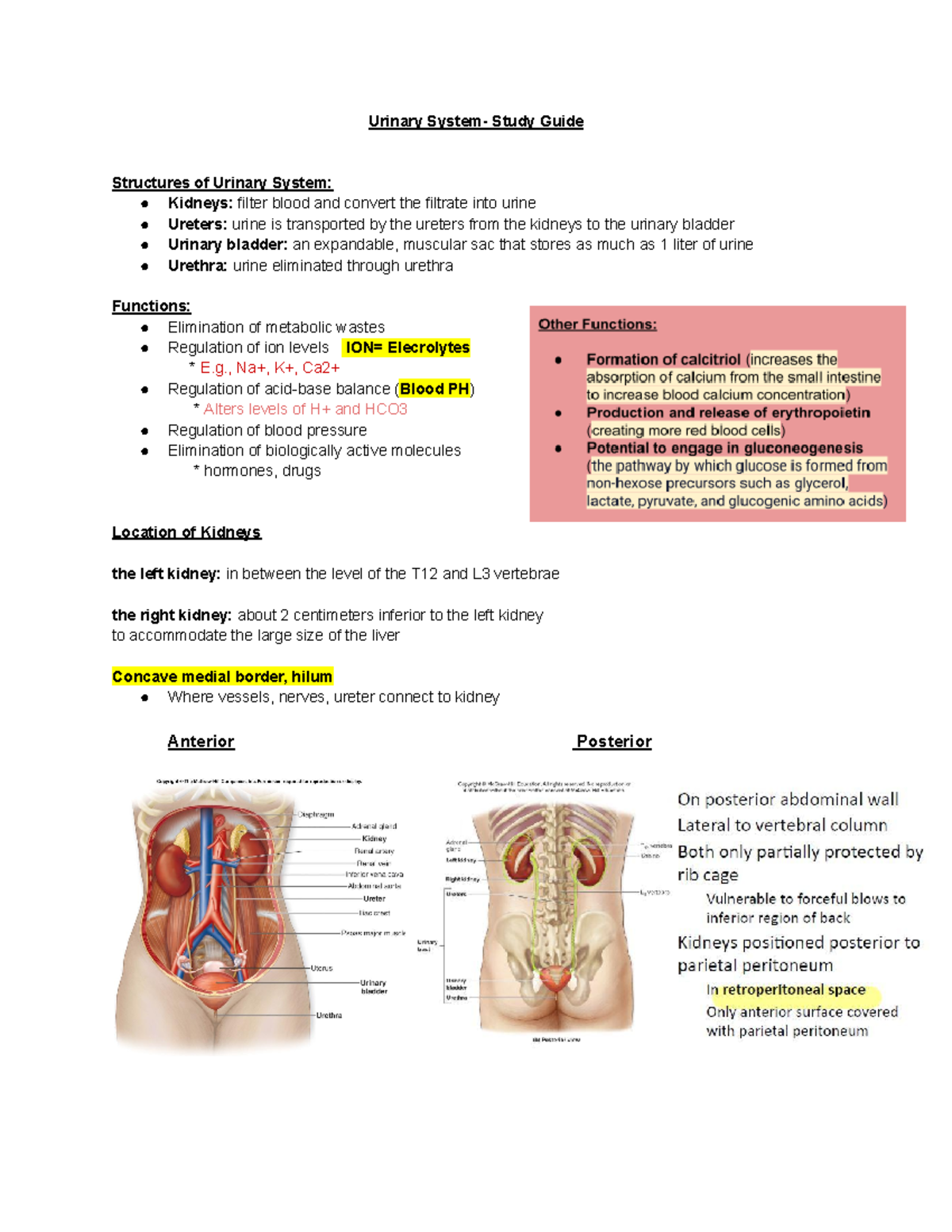 CH 24- Study Guide - Urinary System- Study Guide Structures of Urinary ...