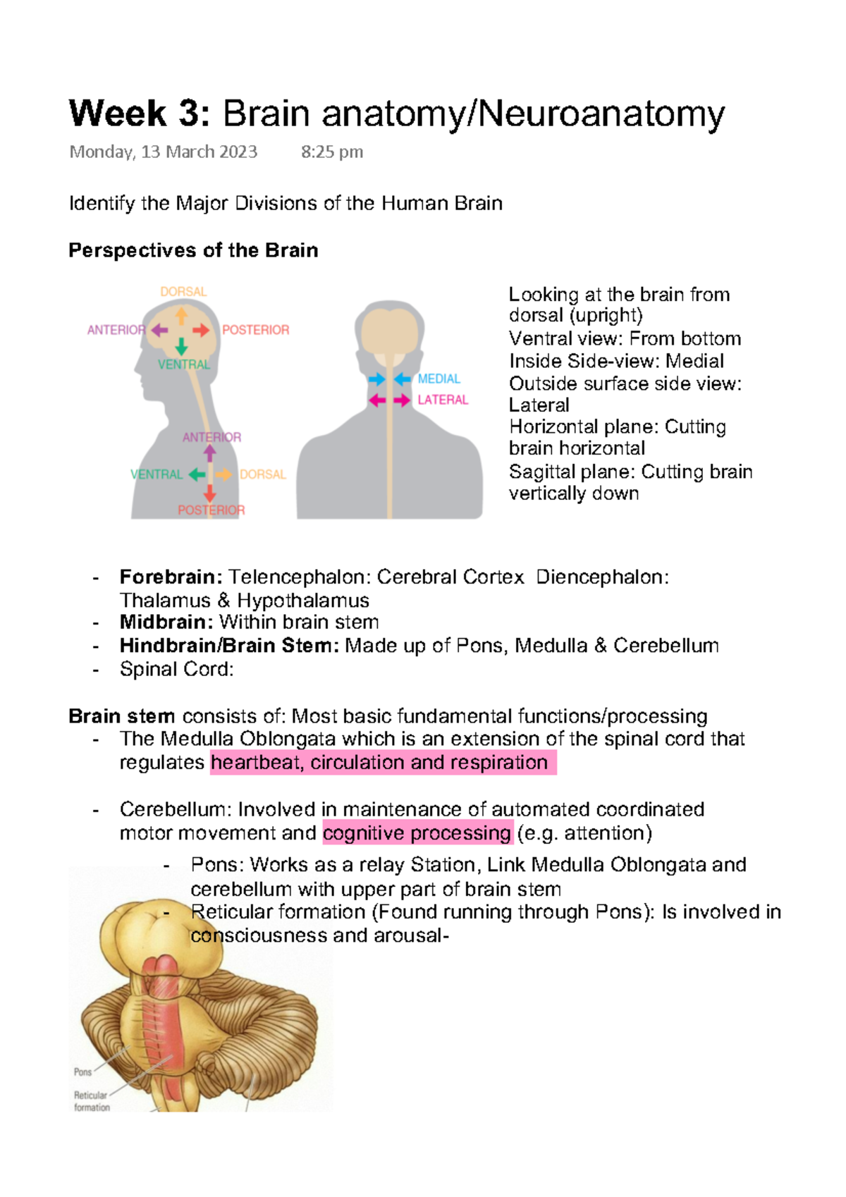 Week 3 Brain anatomy Neuroanatomy - Identify the Major Divisions of the ...