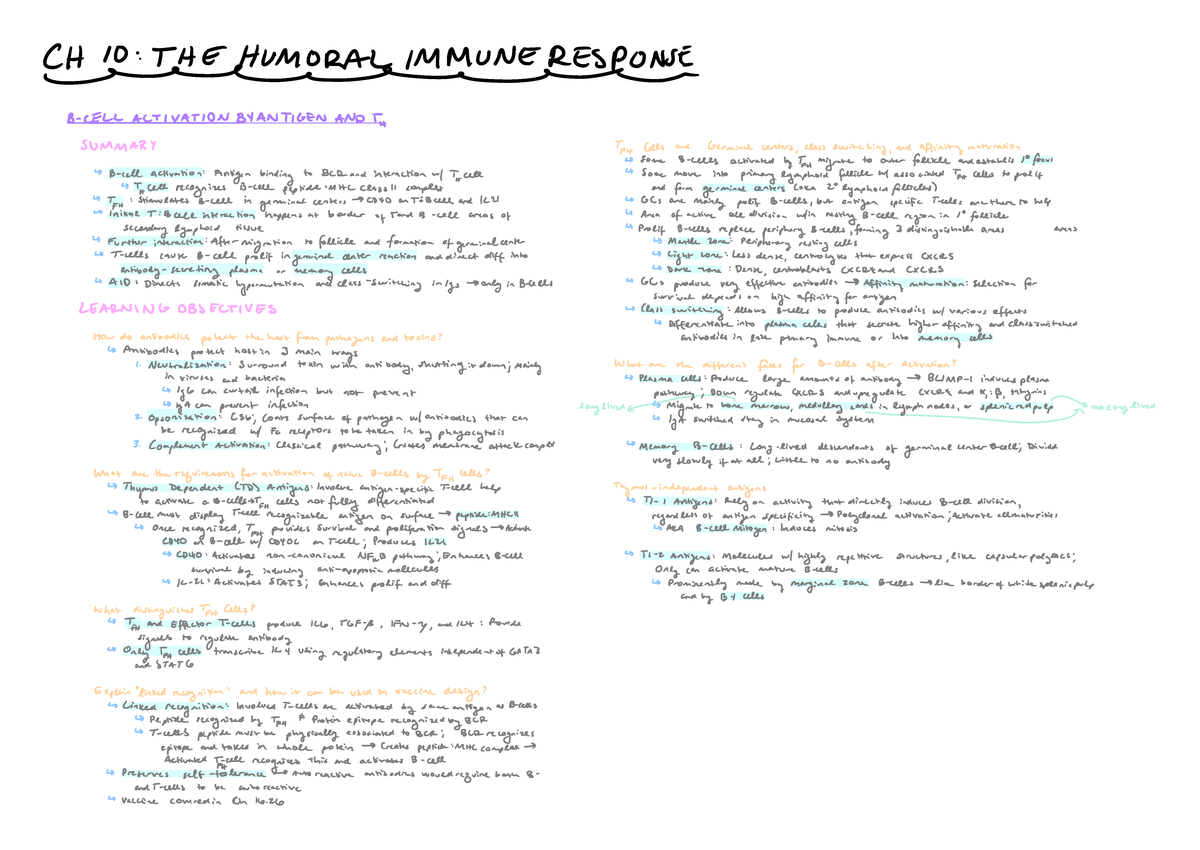 Ch 10: The Humoral Immune Response - CH 10 : T HE H UMORAL IMMUN E RE ...
