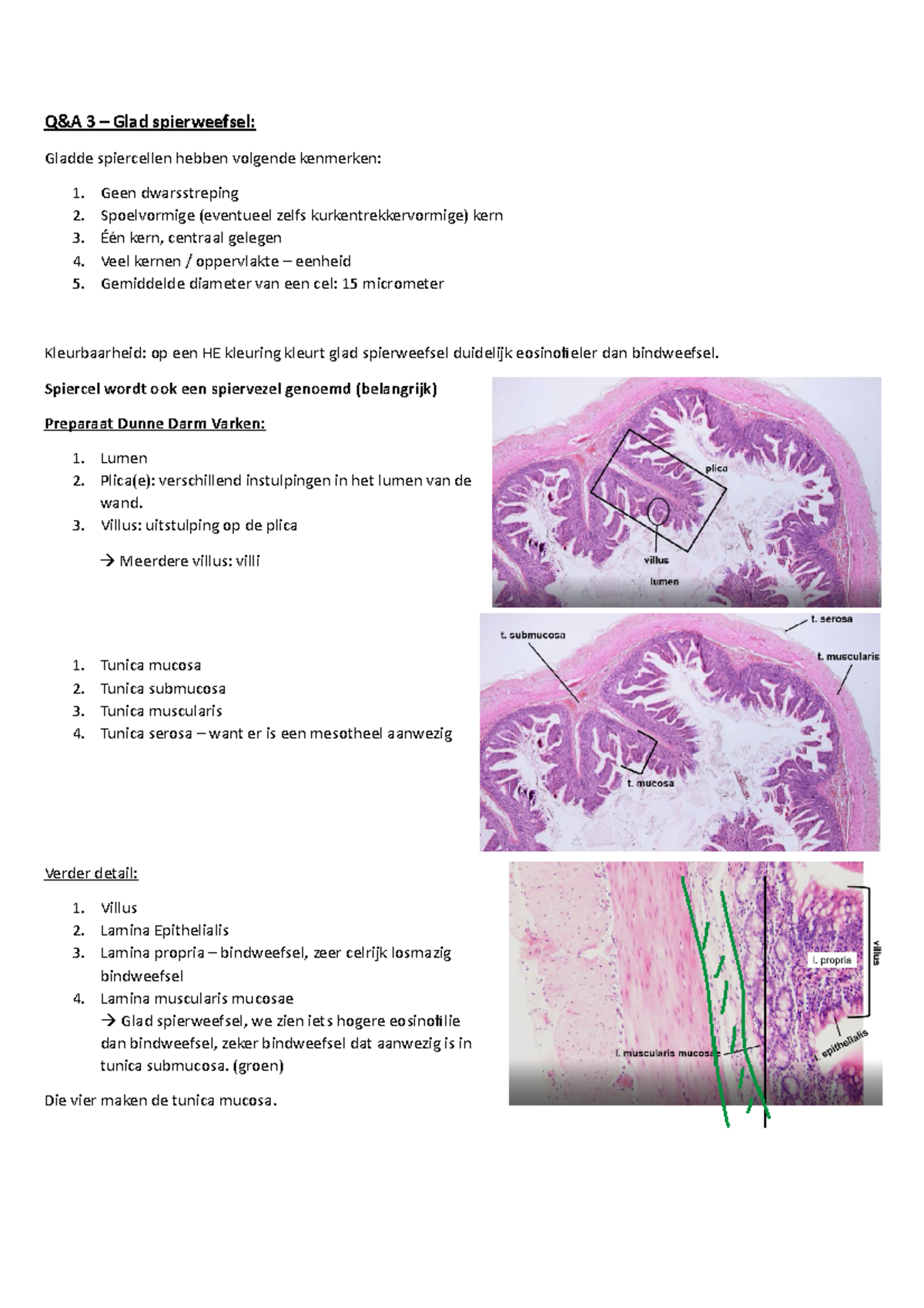 Practicum 7 - Q&A 3 – Glad spierweefsel: Gladde spiercellen hebben ...