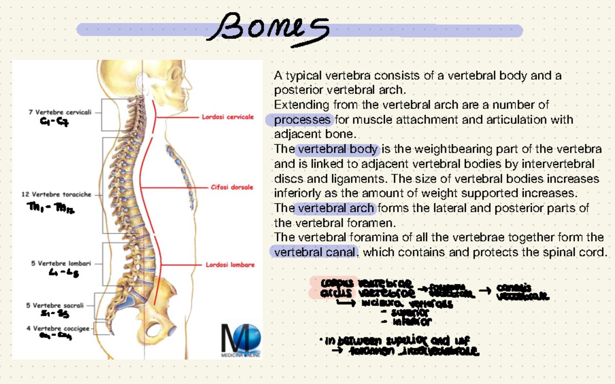 Anatomy Bones - A typical vertebra consists of a vertebral body and a ...