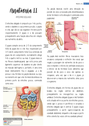 Resumo sobre a anatomia da boca - BOCA: vestíbulo da boca + cavidade ...