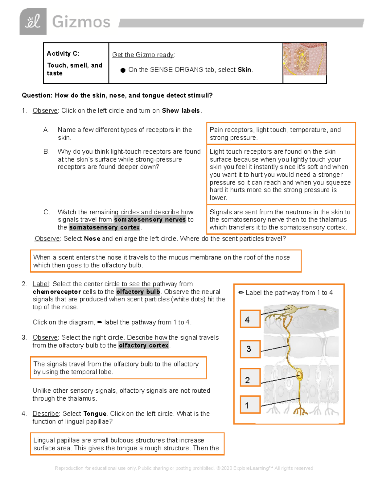 Explore Learning Gizmo Senses Activity C Studocu explore-learning-gizmo-senses-activity-c-studocu