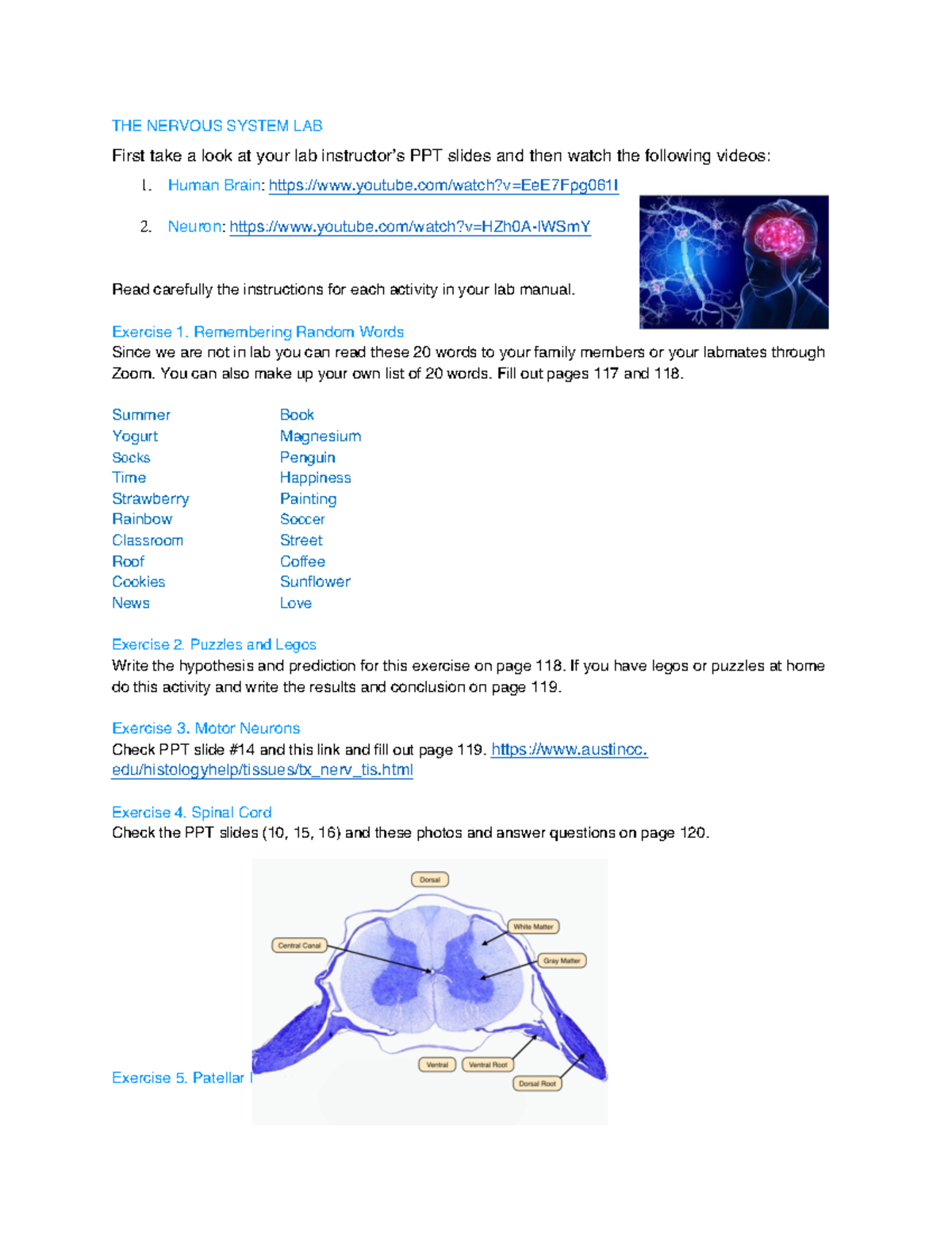 Nervous System Lab - THE NERVOUS SYSTEM LAB First take a look at your ...
