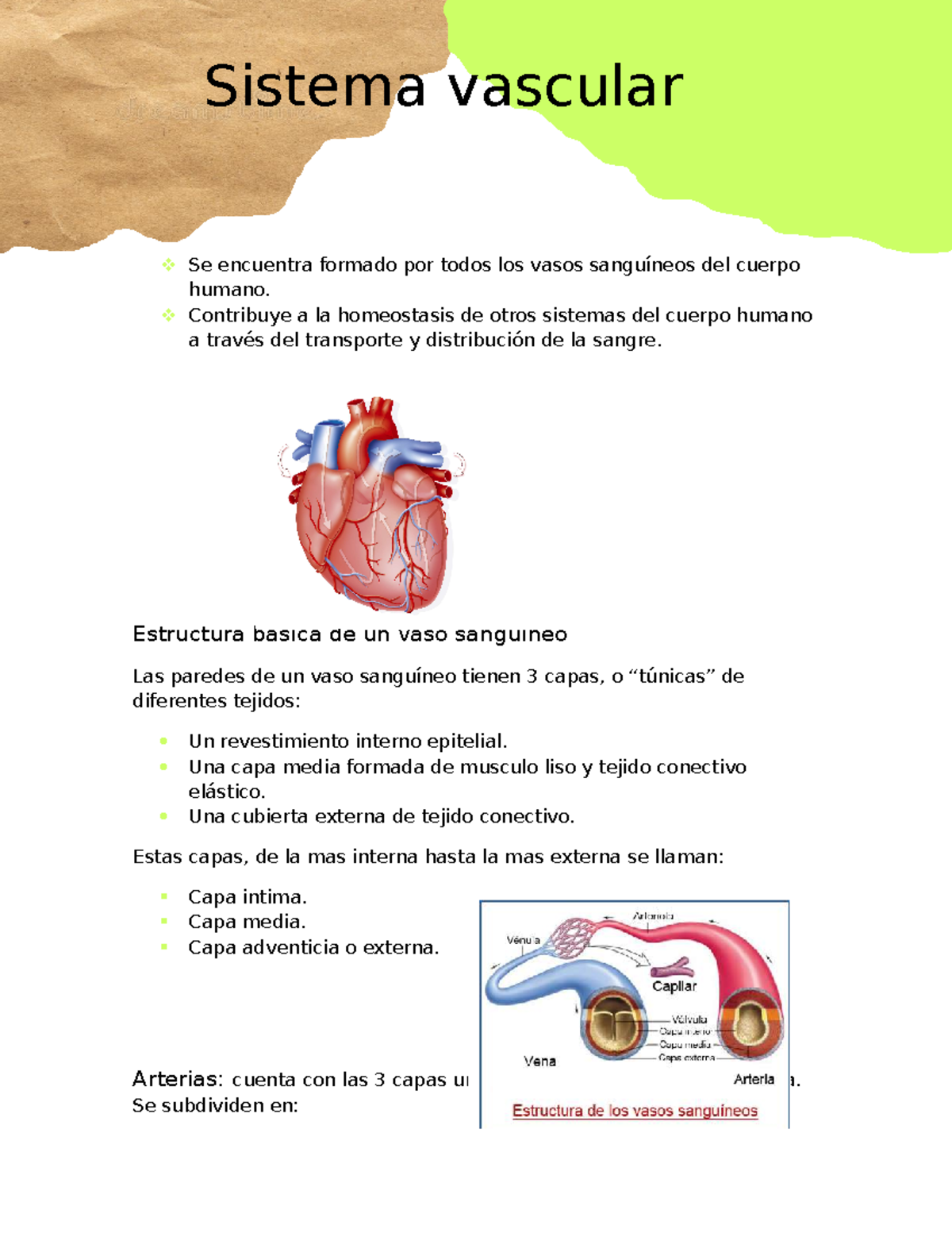 Sistema vascular - Se encuentra formado por todos los vasos sanguíneos ...