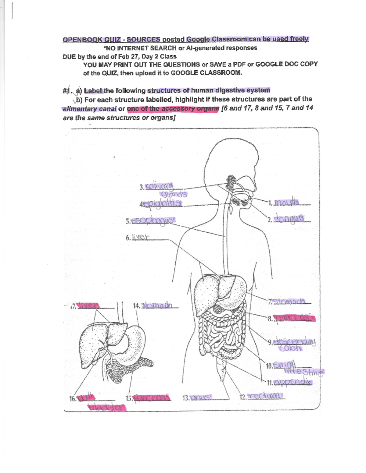 Digestive system Quiz #1 - OPENBOOK QUIZ SOURCES posted Google ...
