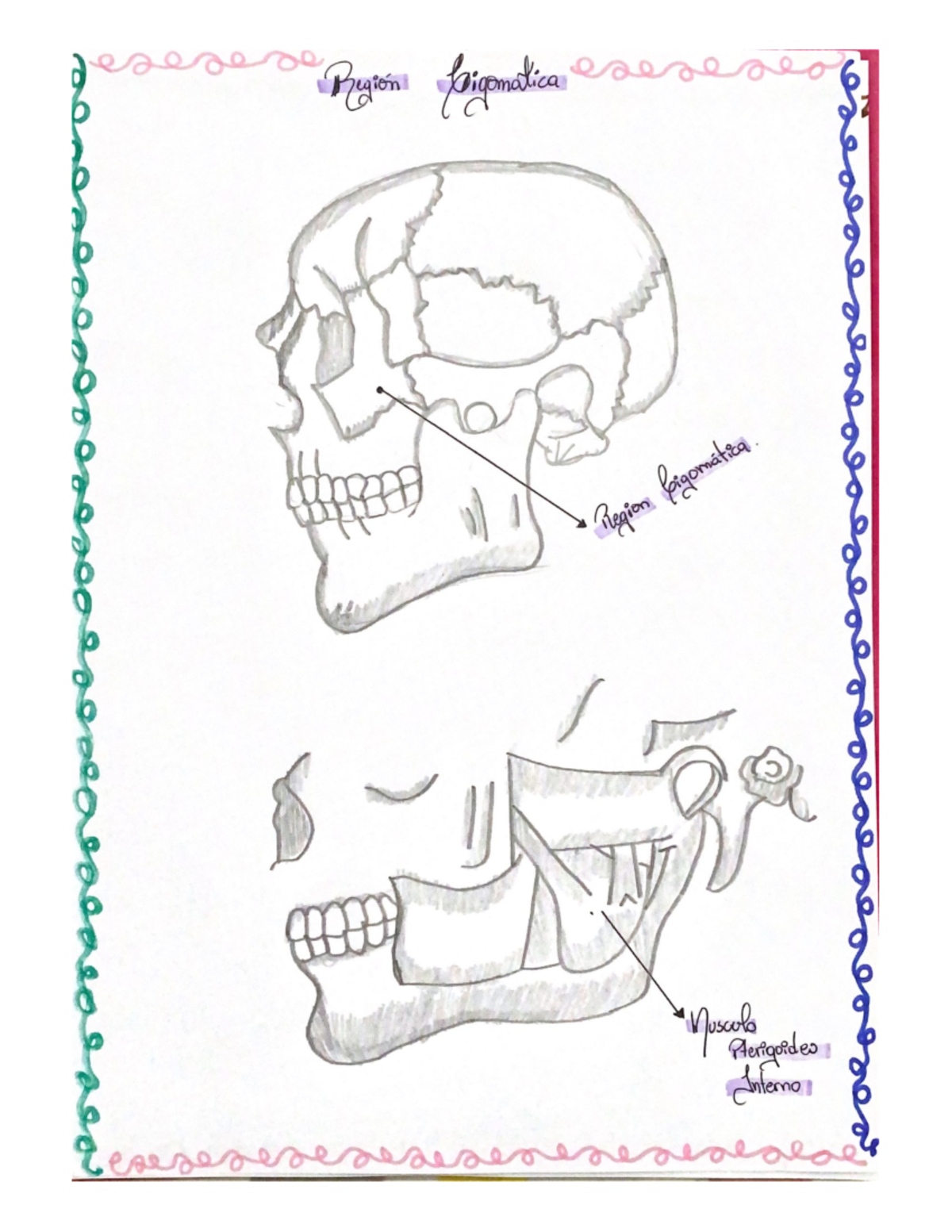 Region Cigomatica Y Pterigomaxilar - Region Region Muscula Interno ...