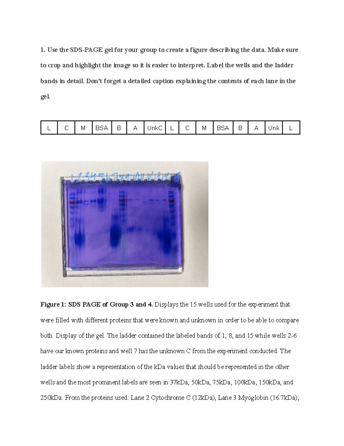 SDS PAGE Post Lab - One of the assignments needed for lab - 1. Use the ...