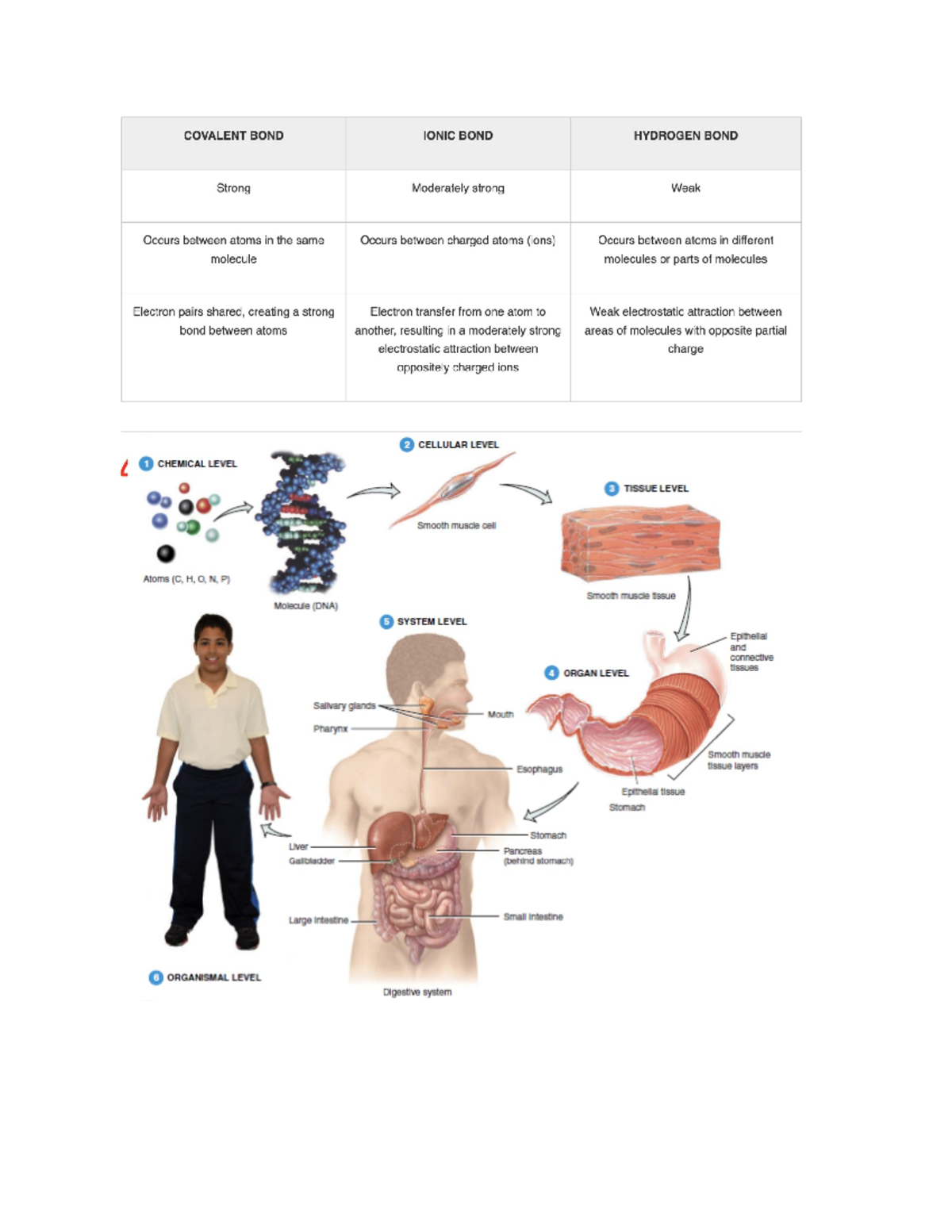 Doc3 - molecules, atoms, cells, tissues, - COVALENT BOND IONIC BOND ...