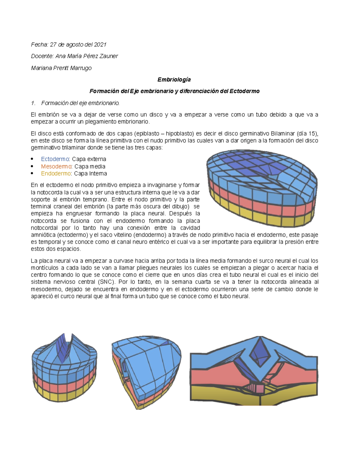 Embriología - Formación del Eje embrionario y Diferenciación del ...