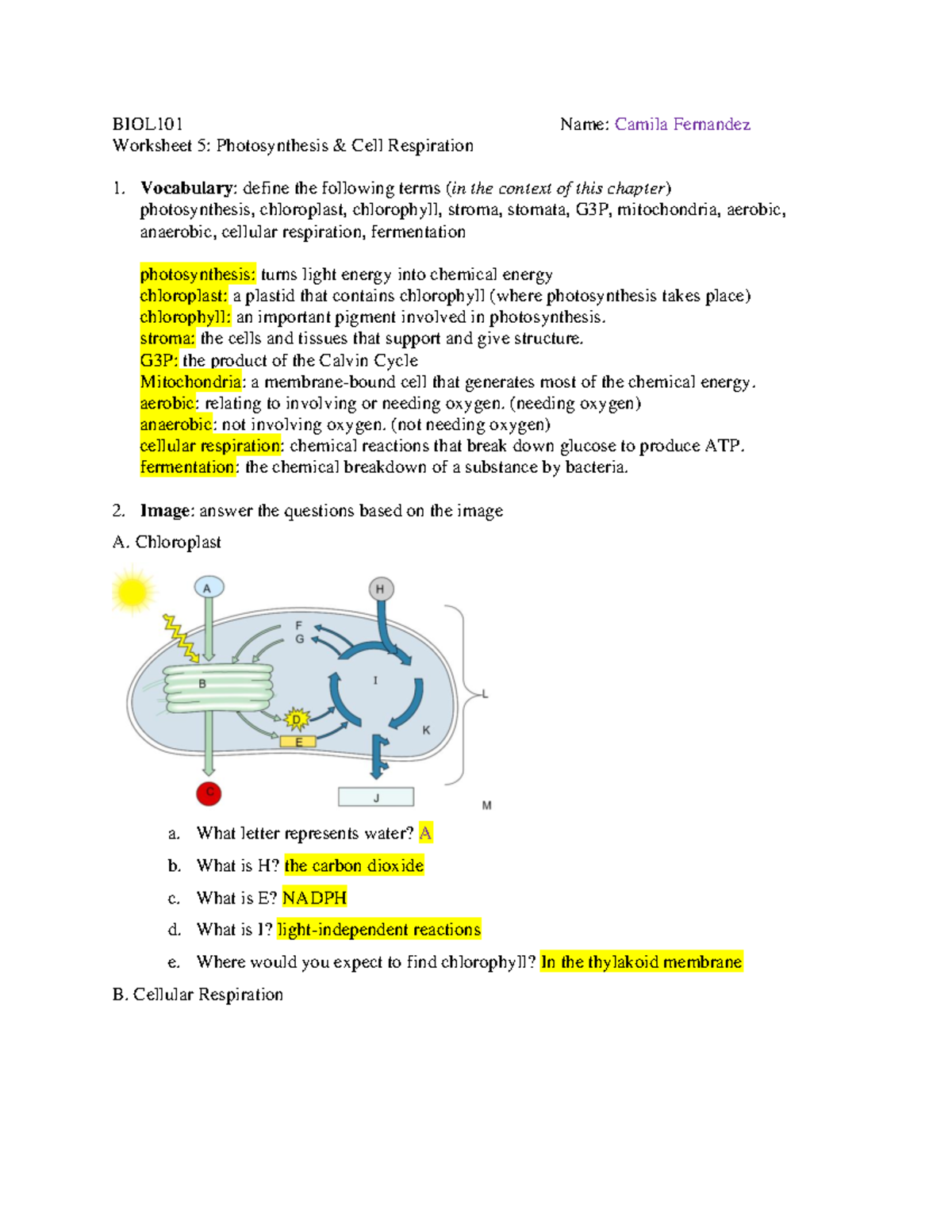 101 Worksheet 5 BIO - BIOL101 Name: Camila Fernandez Worksheet 5 ...