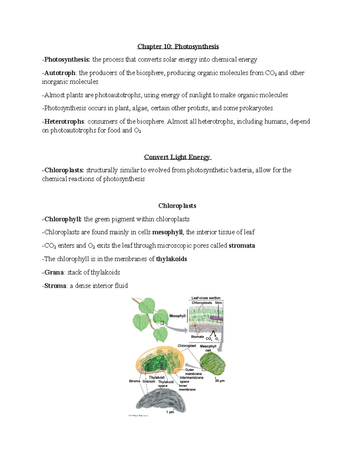 Chapter 10 Notes - unit 1 - Chapter 10: Photosynthesis Photosynthesis ...