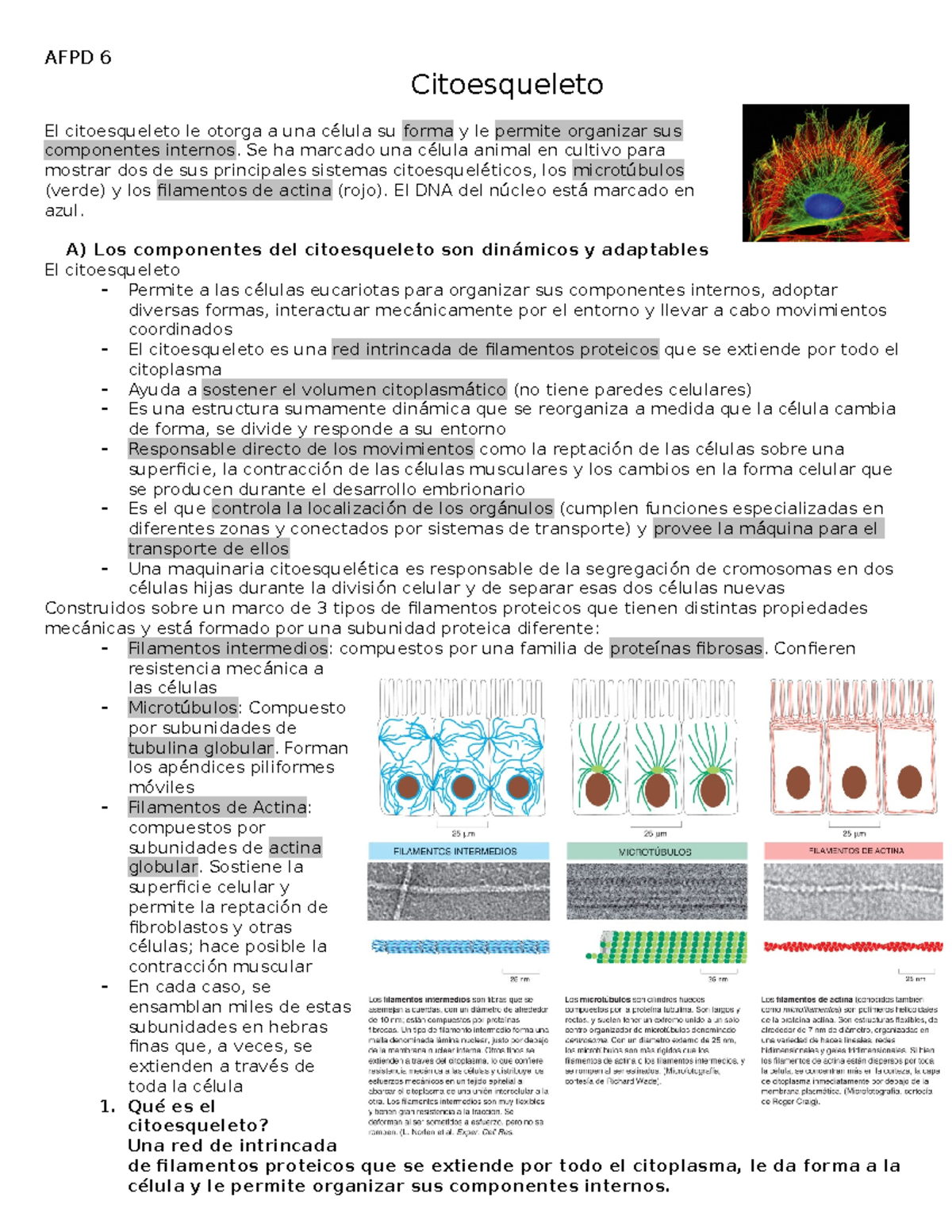AFPD 6 - AFPD 6 Citoesqueleto - AFPD 6 Citoesqueleto El citoesqueleto ...
