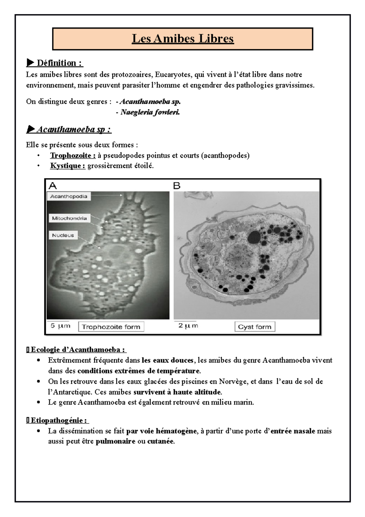 3- Les amibes libre - Définition : Les amibes libres sont des ...