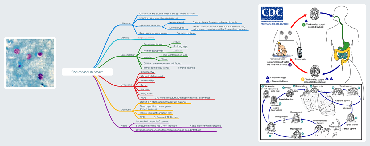 Outline Of The Cryptosporidium Parvum Life Cycle Adapted