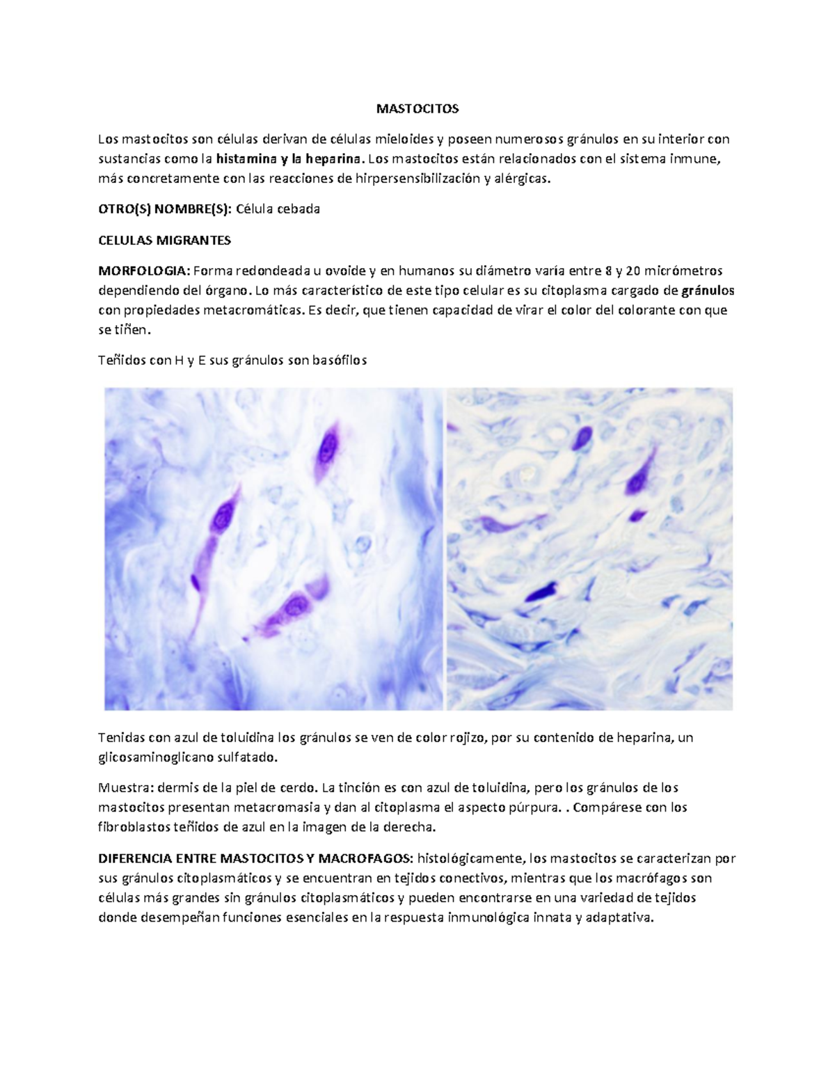 Mastocitos - Resumen HISTOLOGIA - MASTOCITOS Los mastocitos son células ...