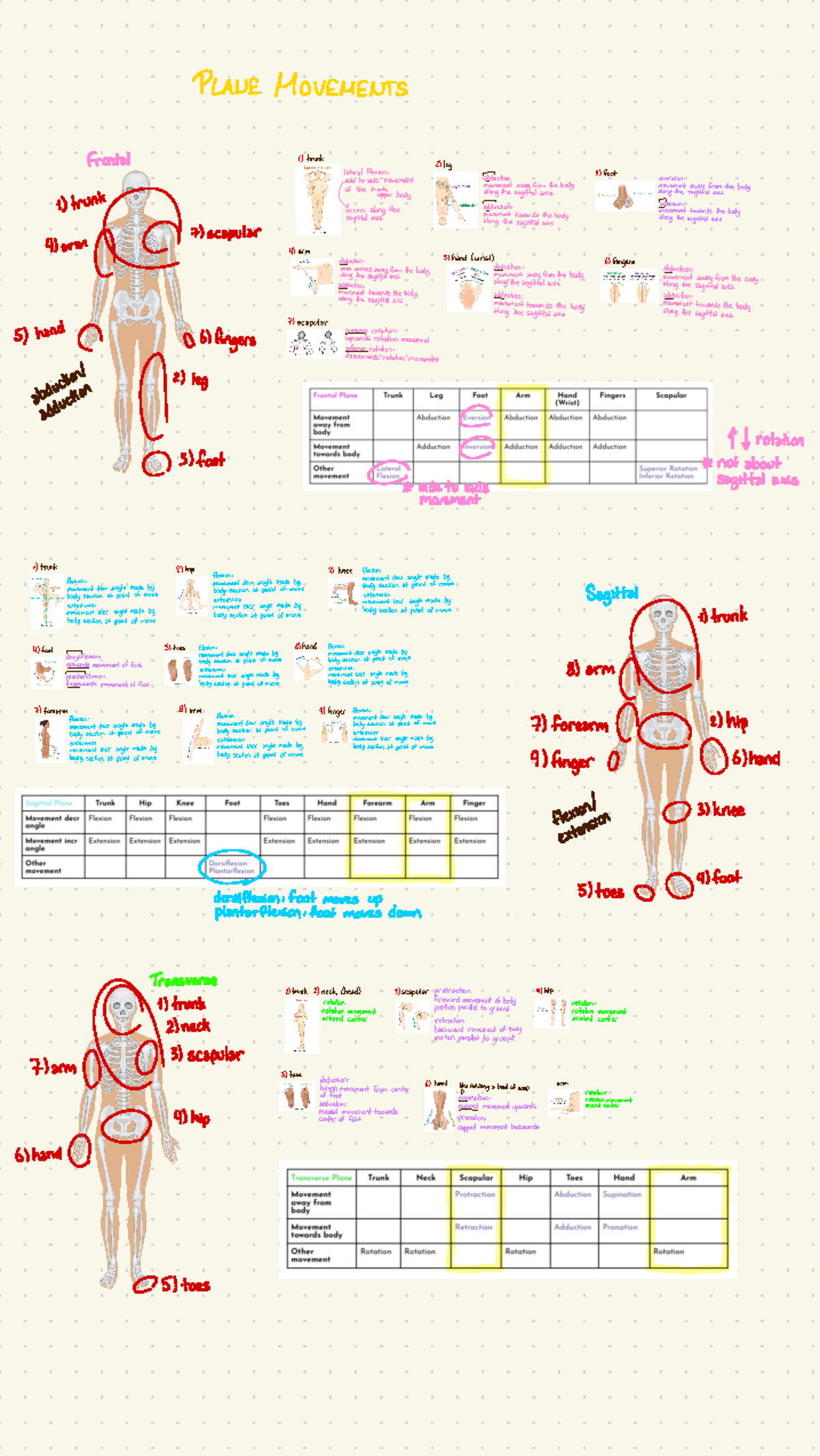 Plane movements - PLANE Movements Frontal 1) trunk 2) leg lateral side ...