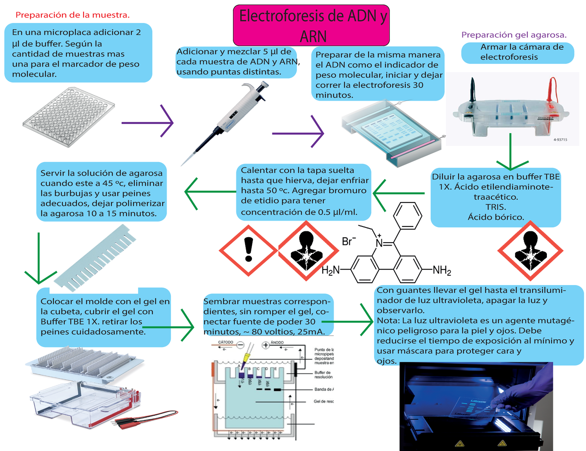 Diagrama Biocel 1, Electroforesis ADN y ARN - Electroforesis de ADN y ARN Preparación de la ...