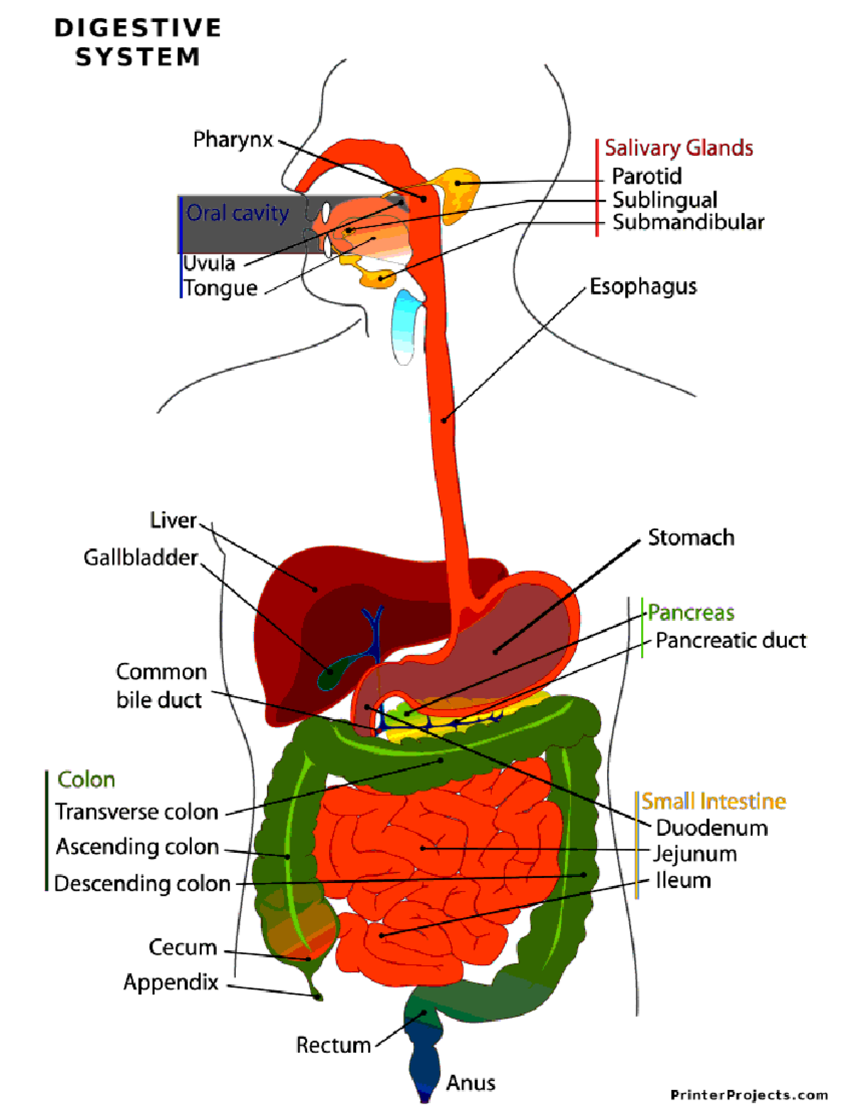 Digestivesystemdiagram - DIGESTIVE SYSTEM Pharynx Salivary Glands ...