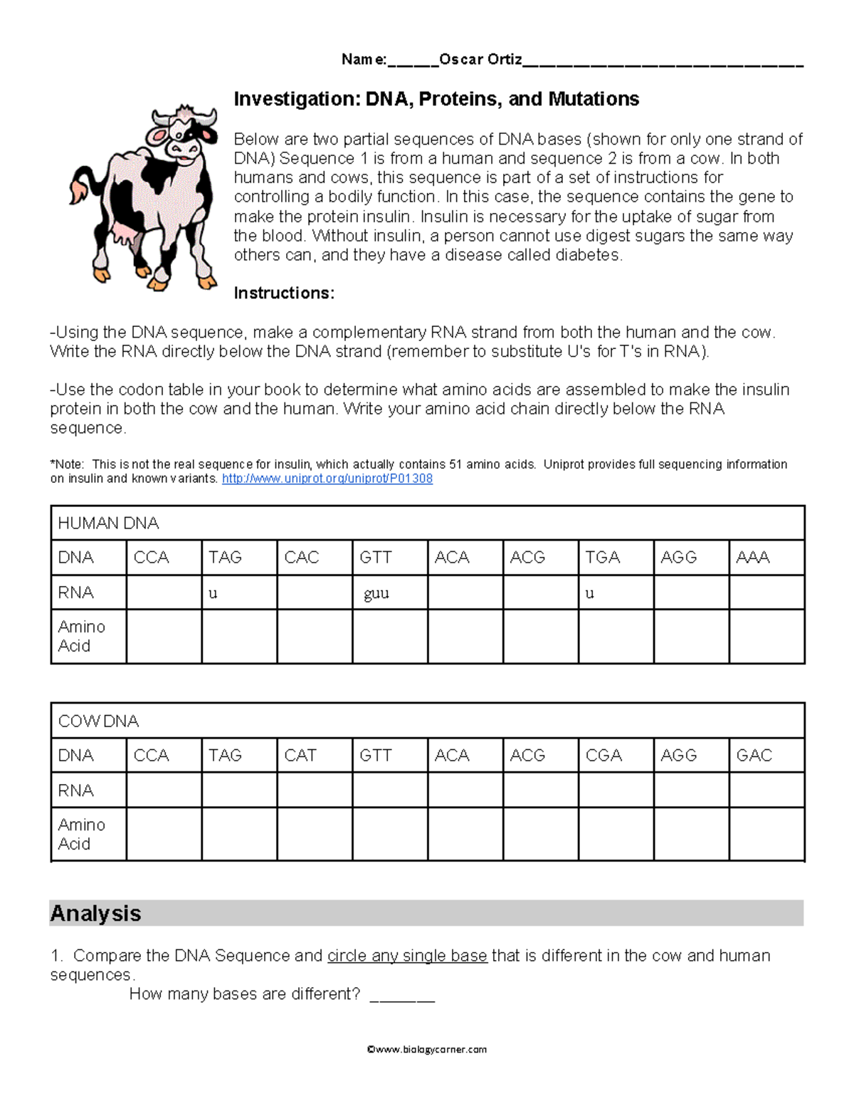 DNA to Proteins Insulin - Name:Oscar Ortiz ...