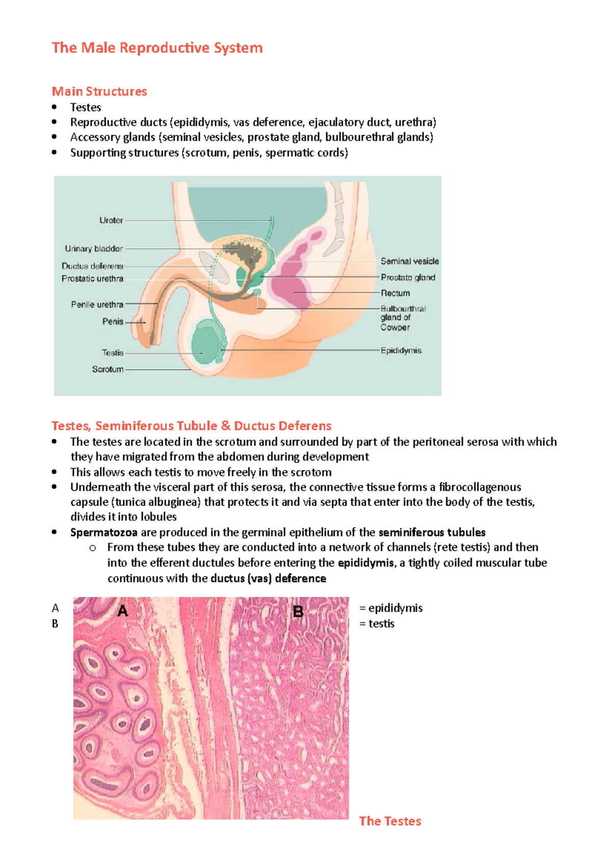 The Male Reproductive System - Production of male gametes the process ...