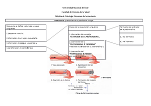 Piel Histologia Ross - Sistema tegumentario Es el órgano más grande del ...