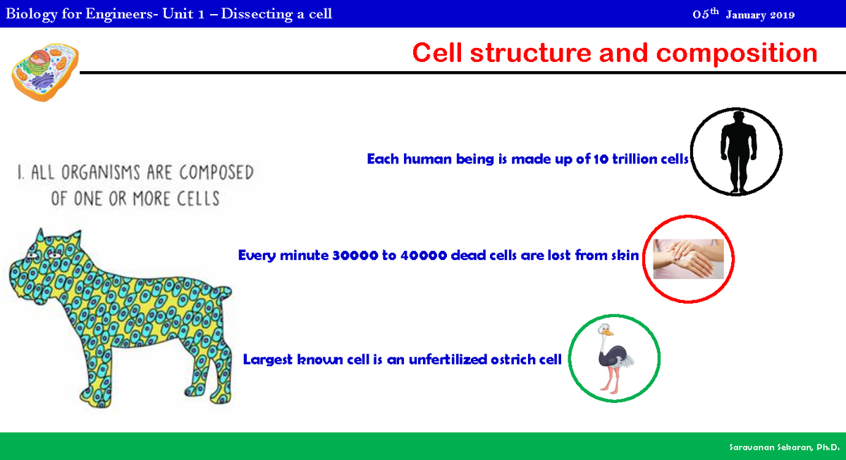 Unit 1 cell struc and comp part-1 - Biology for Engineers- Unit 1 ...