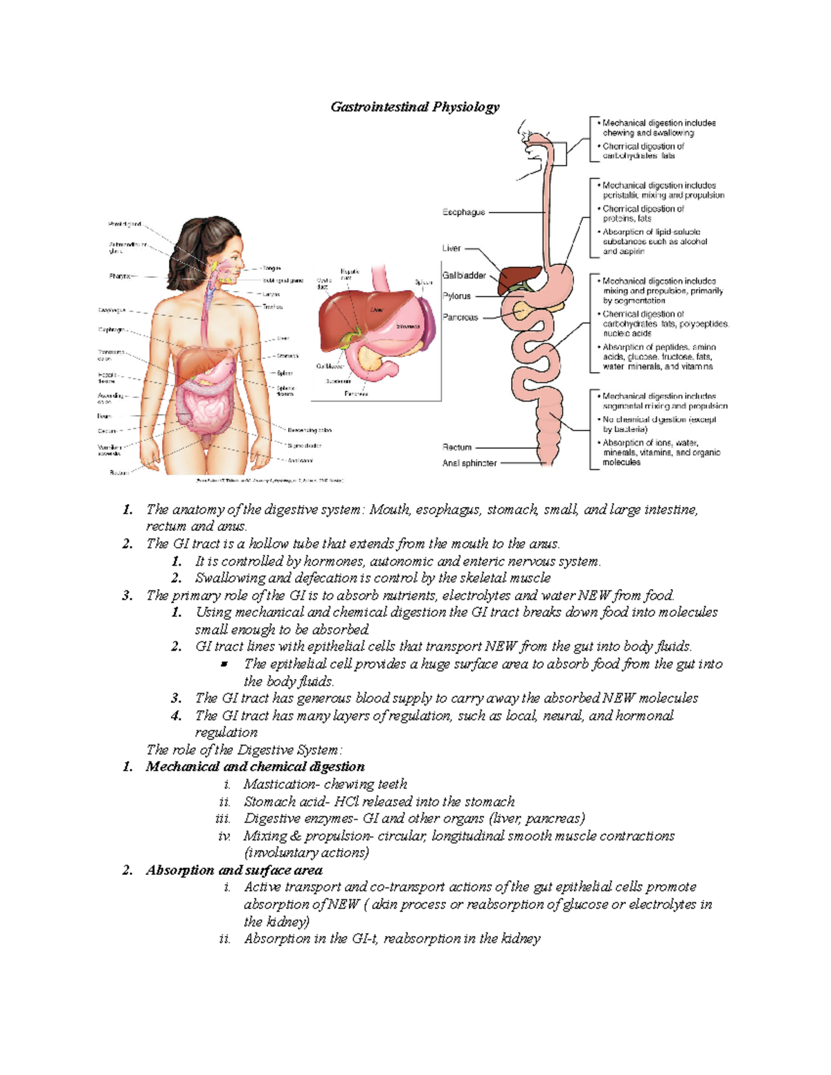 EXAM 2 - patho - Gastrointestinal Physiology The anatomy of the ...