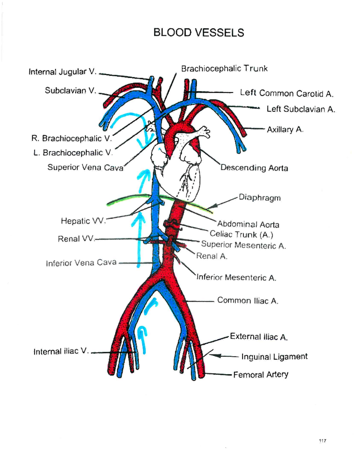 Blood Vessels with notes - BLOOD VESSELS Internal Jugular V ...