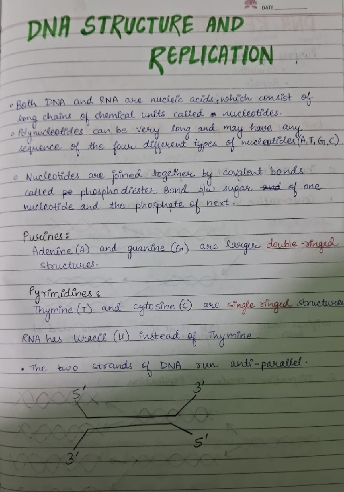 Bio cell division - bio notes - General Biology - Studocu