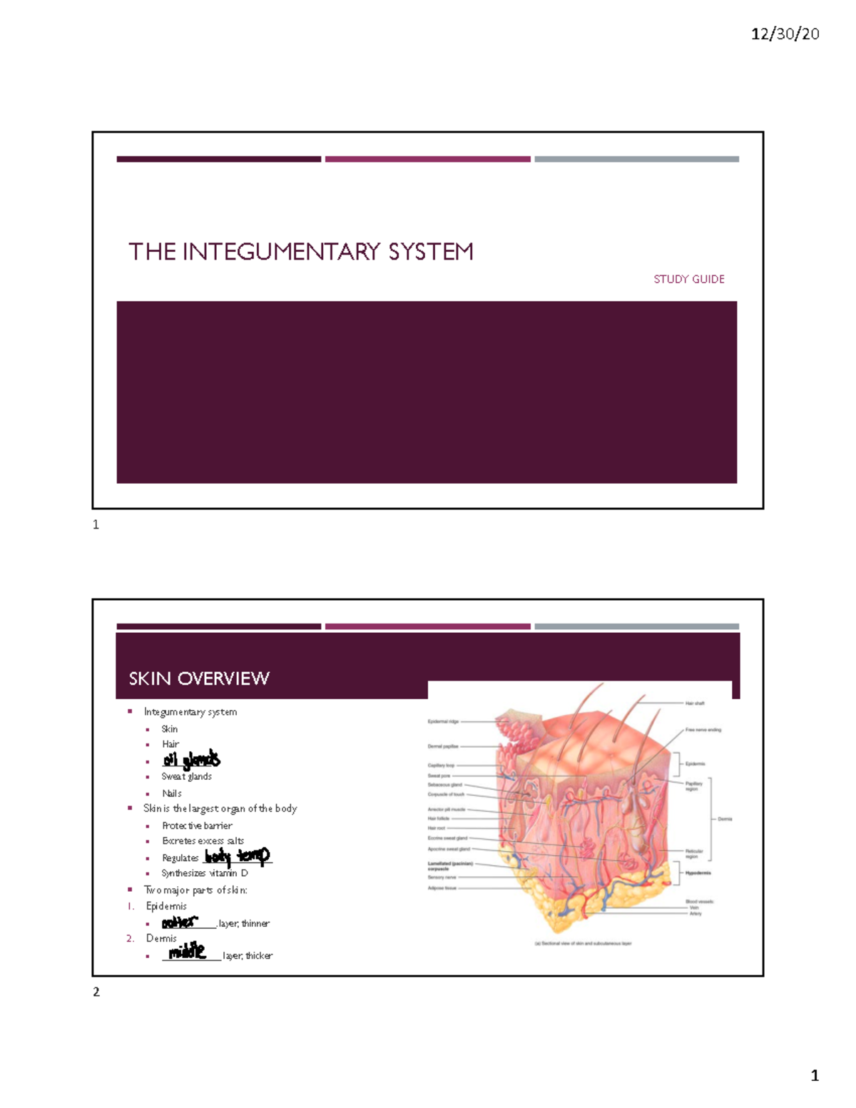 Study guide iojjjh - THE INTEGUMENTARY SYSTEM STUDY GUIDE 1 SKIN ...